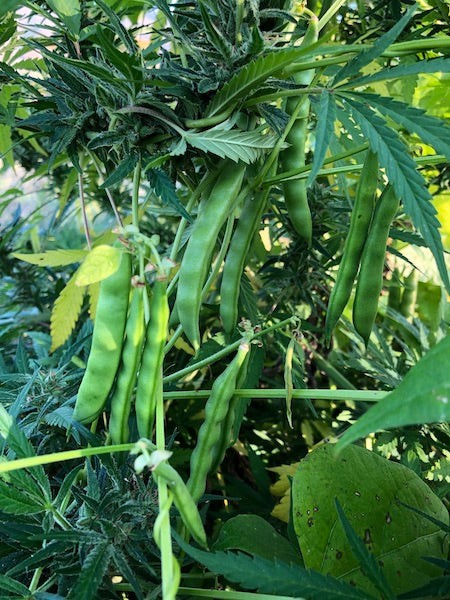 Beans-Pole-Grandma beans – Hardy Seeds