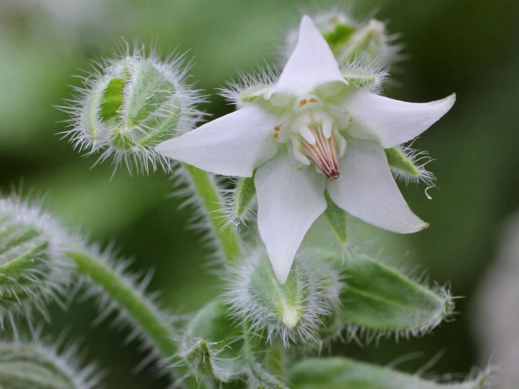 Borage-White – Hardy Seeds