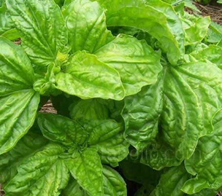 Basil-Lettuce Leaf – Hardy Seeds