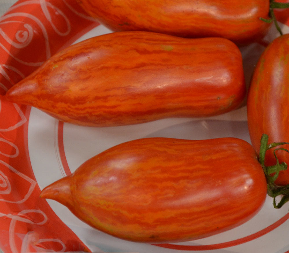 Tomato-paste-Speckled Roman – Hardy Seeds