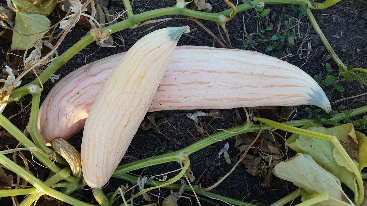 Squash-Winter-North Georgia Candy Roaster – Hardy Seeds