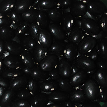 Beans-Bush-Black Coco – Hardy Seeds