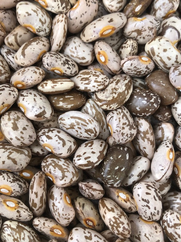 Beans-Bush-Nabhan Pinto – Hardy Seeds