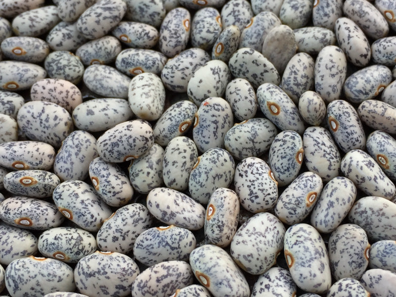 Beans-Tepary-Blue Speckled – Hardy Seeds