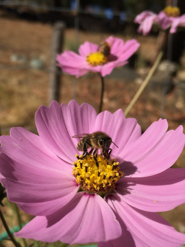 Cosmos-Farm – Hardy Seeds
