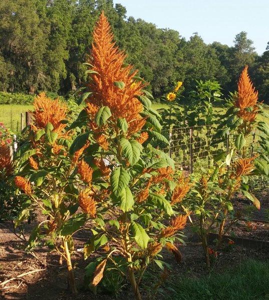 Amaranth-Juanas Orange – Hardy Seeds