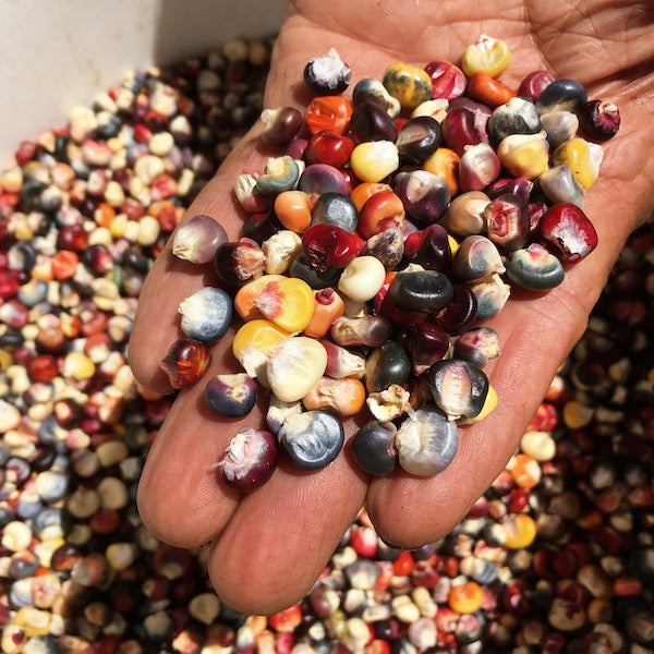 Corn-Flour-Painted Mountain – Hardy Seeds