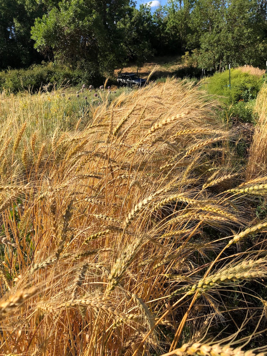 Wheat-Winter-Banatka – Hardy Seeds