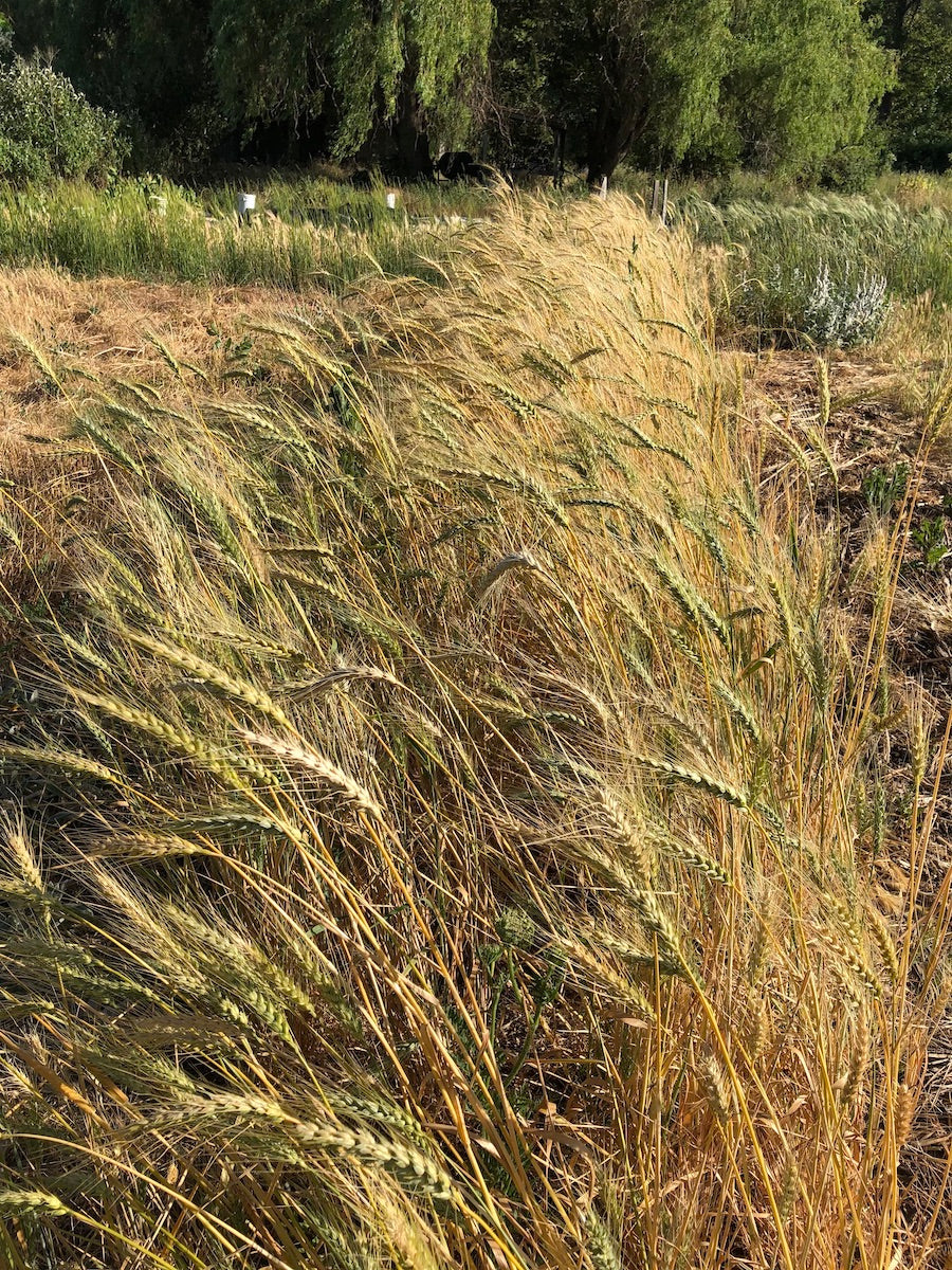 Wheat-Winter-Turkey Red – Hardy Seeds