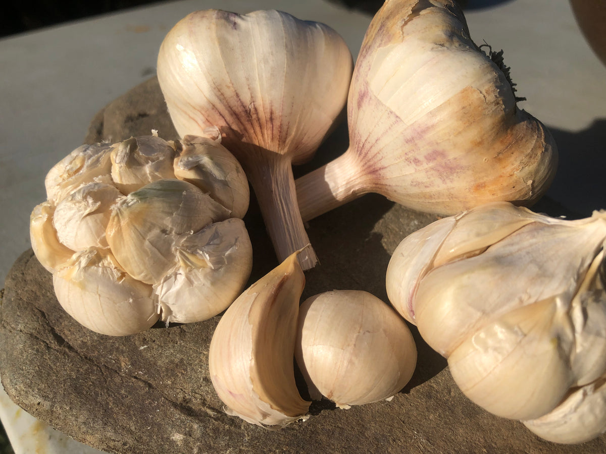 Italian Red Garlic – Hardy Seeds