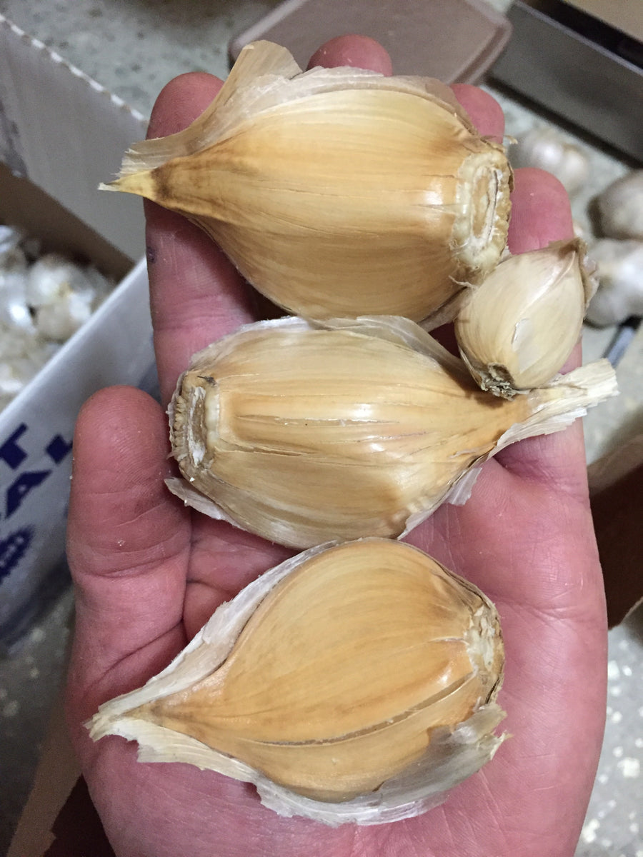 Kashmiri White - elephant – Hardy Seeds