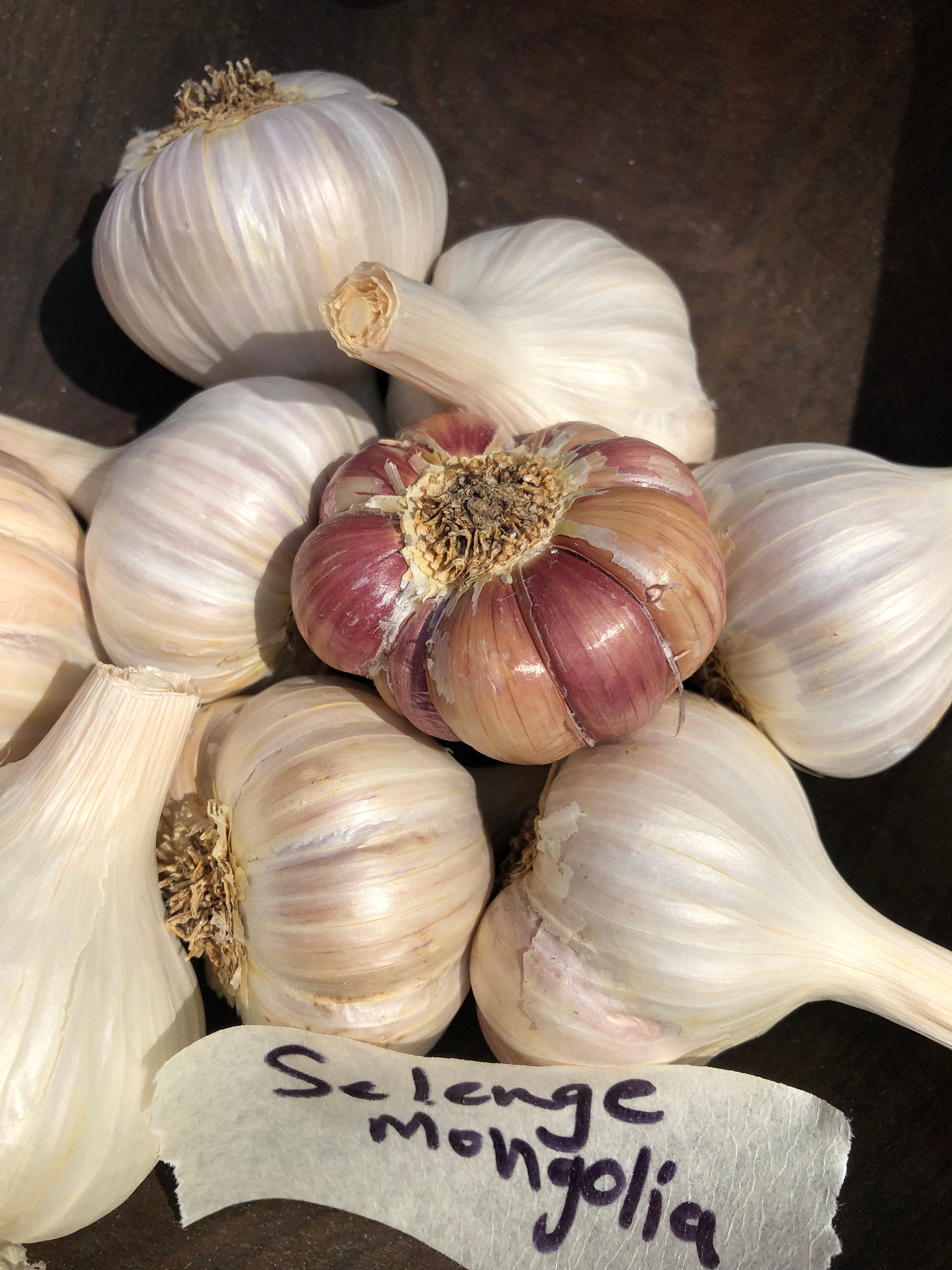 Selenge (Mongolia) – Hardy Seeds