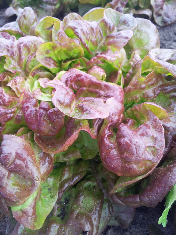 Lettuce-Leaf-Blush Butter Oak – Hardy Seeds