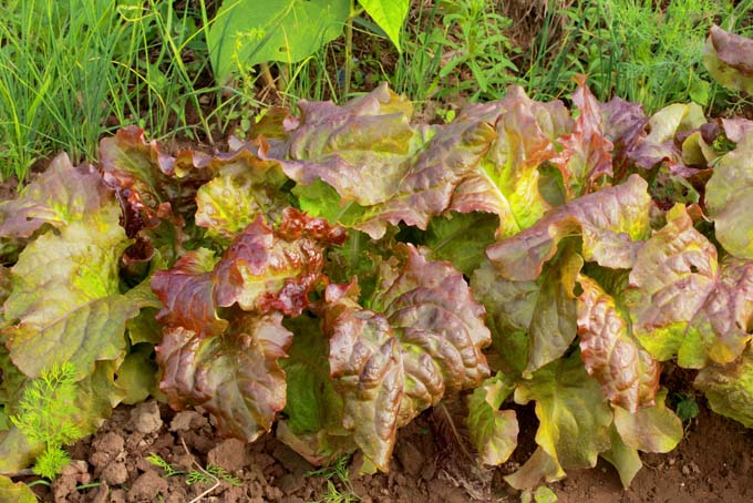Lettuce-Butter-Susans Red Bib – Hardy Seeds