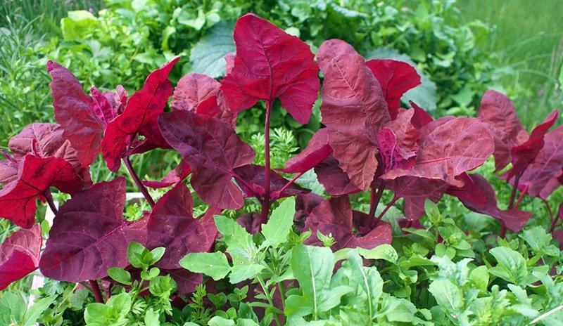 Orach-Purple – Hardy Seeds