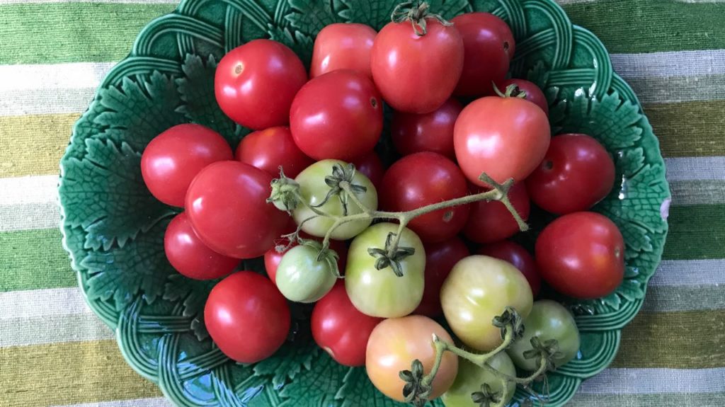 Tomato-Cherry-German Lunch Box – Hardy Seeds