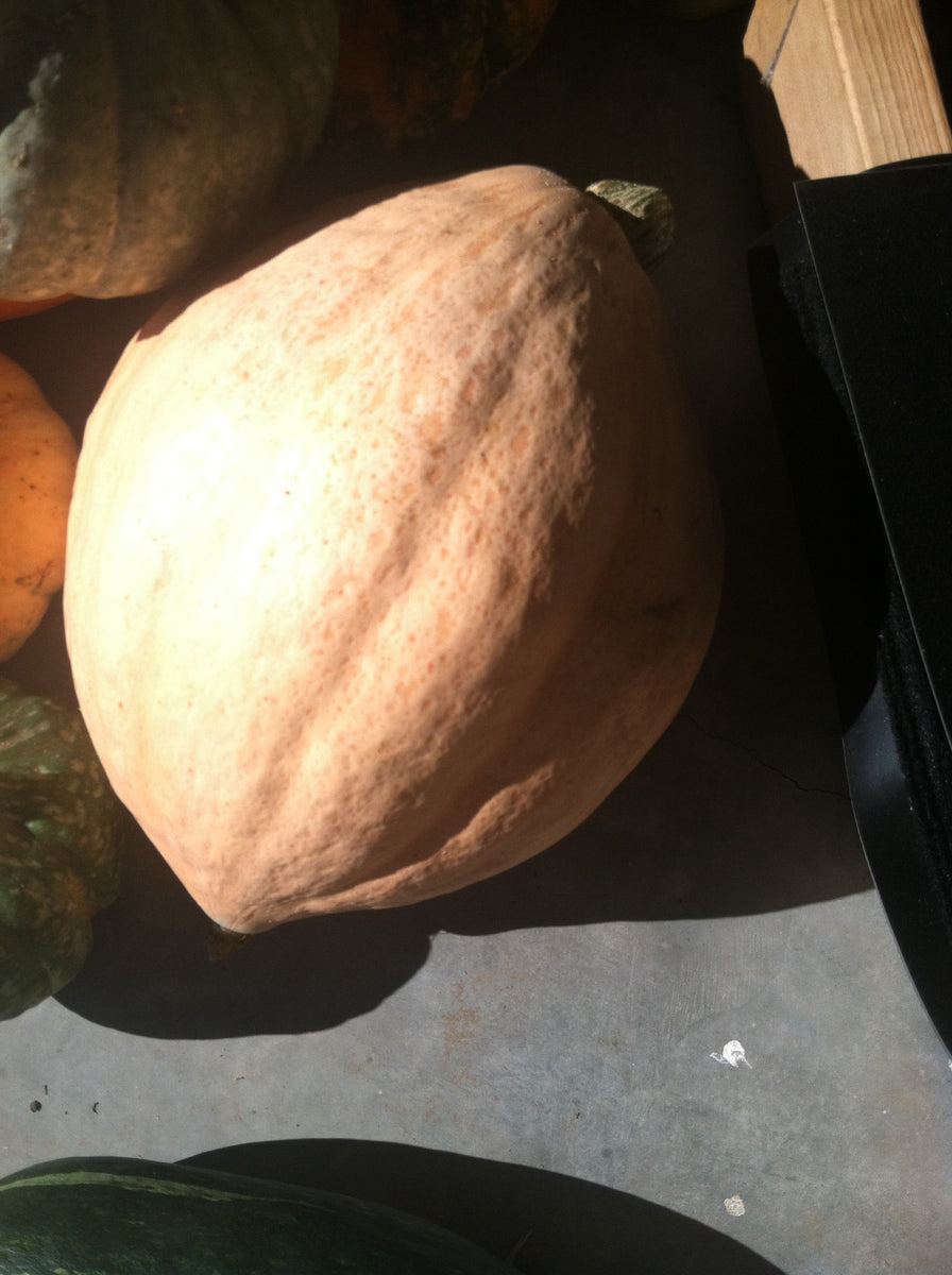 Squash-Winter-Hidatsa – Hardy Seeds