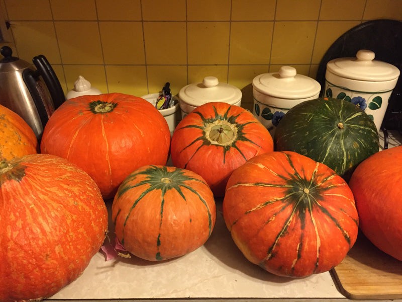 Squash-Winter-Hopi Orange – Hardy Seeds